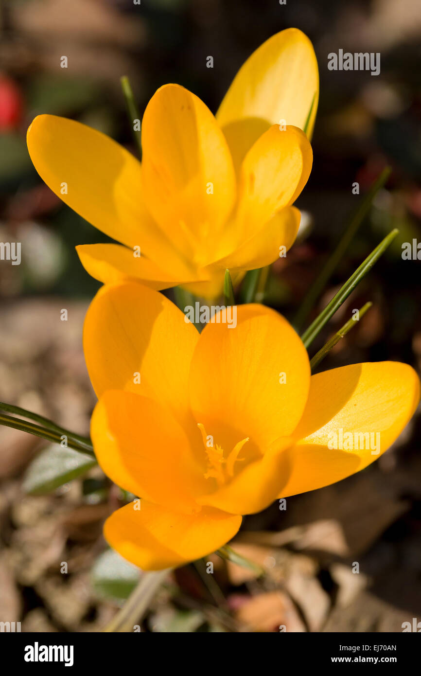 one of the first spring flowers in spring garden Stock Photo - Alamy