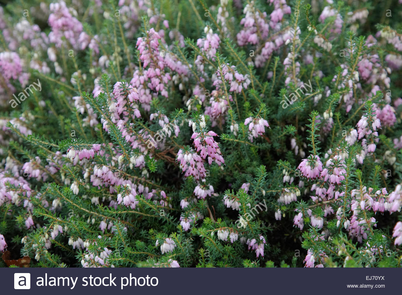 Darley Dale Stock Photos & Darley Dale Stock Images - Alamy