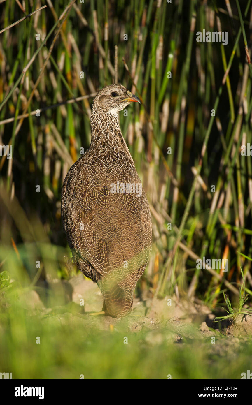 South africa cape spurfowl francolin hi-res stock photography and ...
