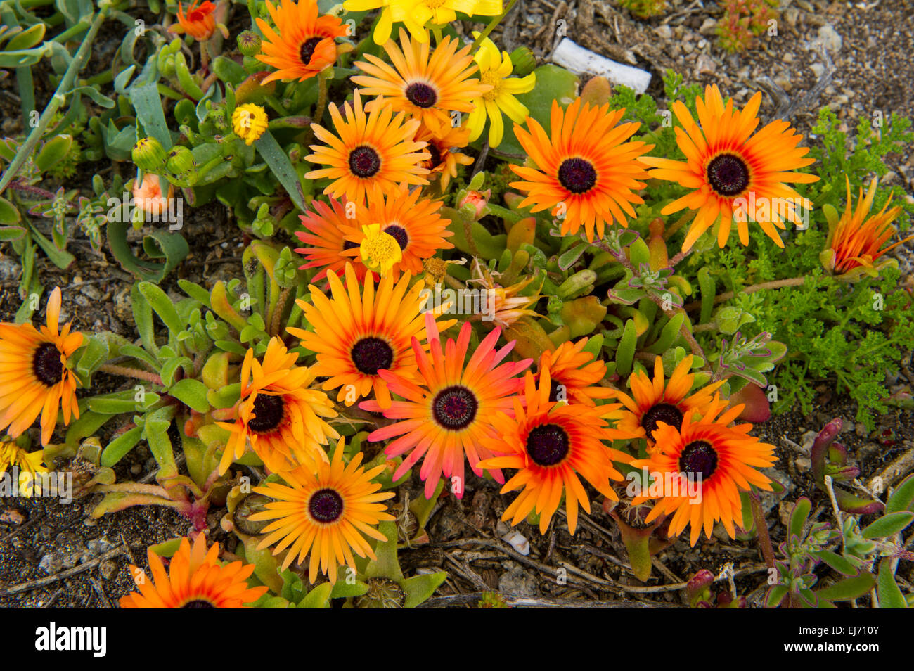 Vygies, Mesemb family, West Coast National Park, South Africa Stock ...