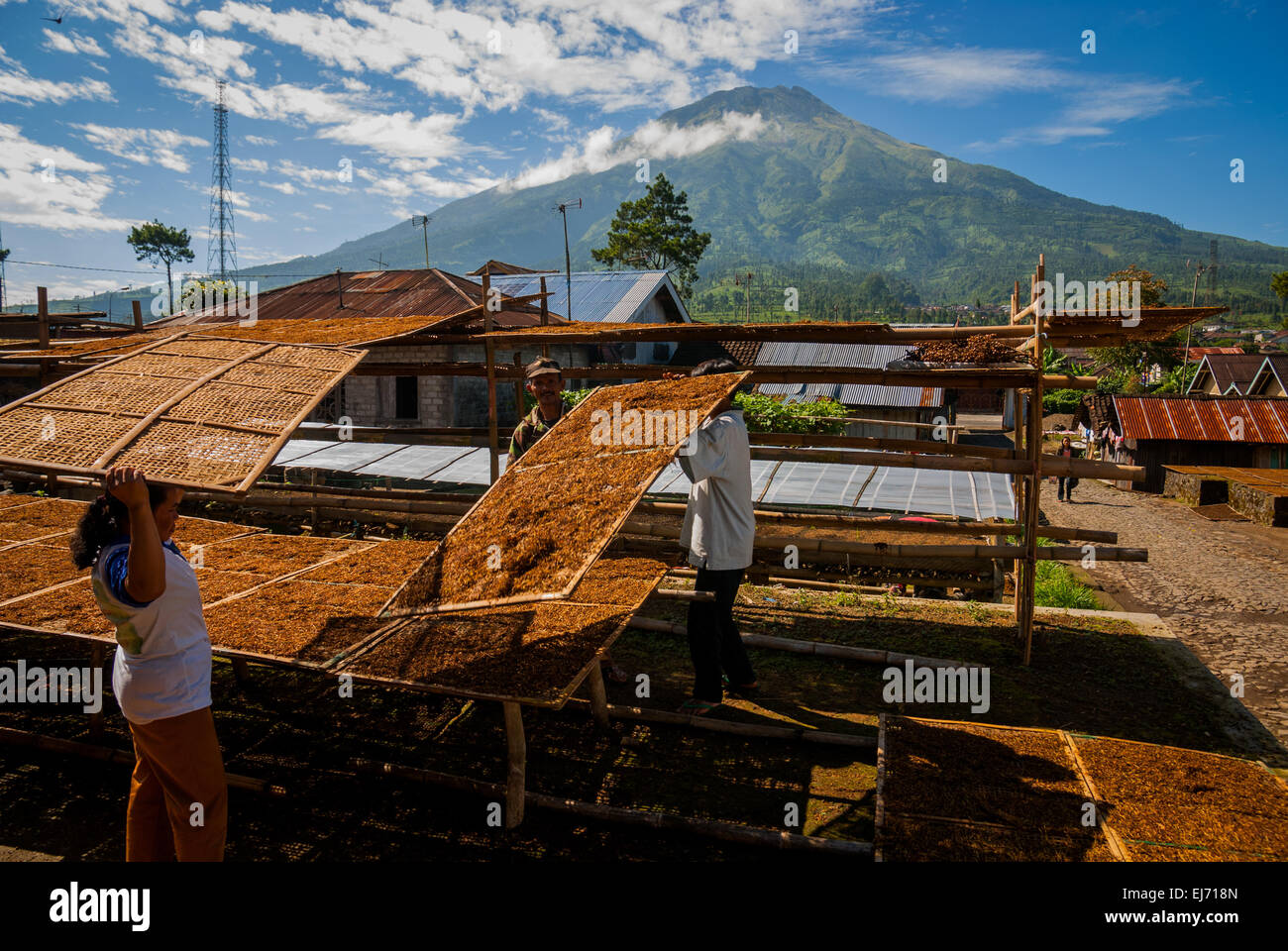 People drying tobacco in a tobacco producing village in Temanggung ...