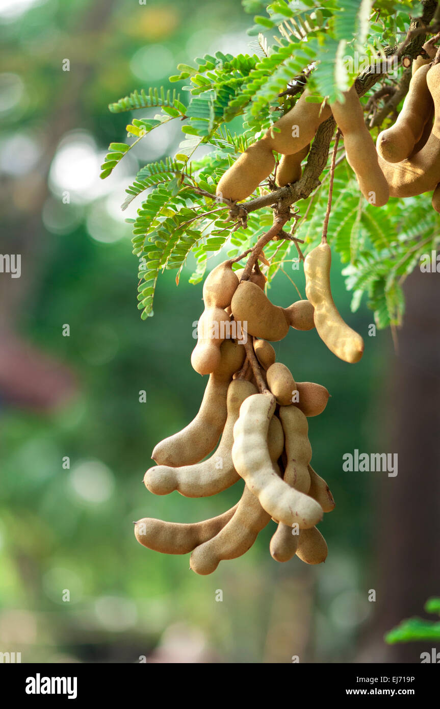 Tamarind plant hi-res stock photography and images - Alamy
