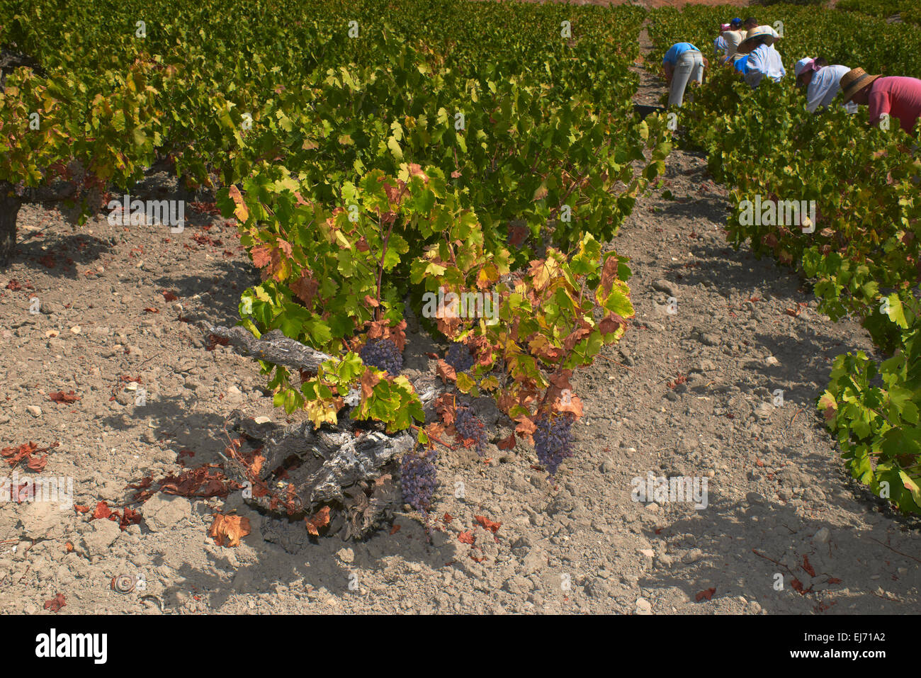 Montilla, Harvesting Pedro Ximenez wine grapes, Vintage in a vineyard ...