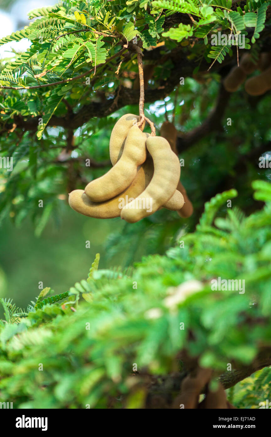 Tamarind plant hi-res stock photography and images - Alamy