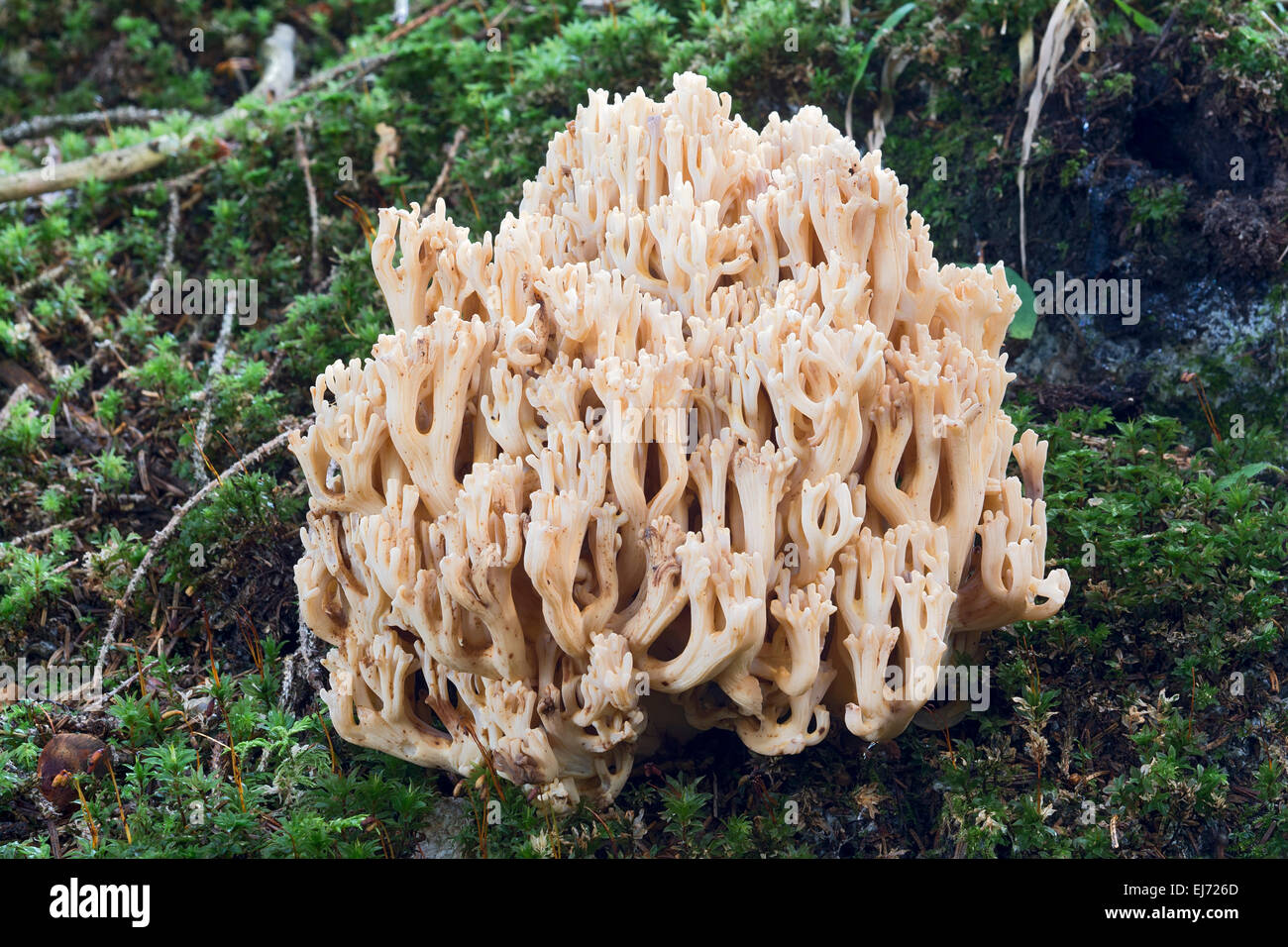 Ramaria mairei or Ramaria pallida, coral fungus, Tyrol, Austria Stock ...
