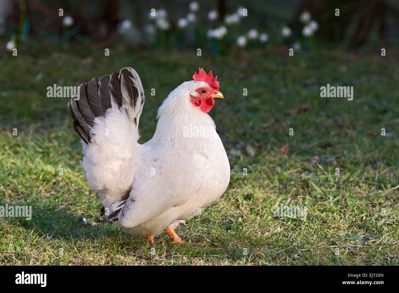 Bantam, Chabo, Tyrol, Austria Stock Photo - Alamy
