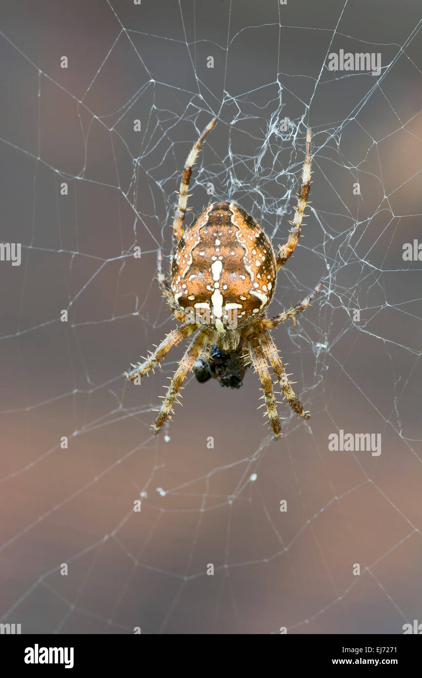 European garden spider (Araneus diadematus), Tyrol, Austria Stock Photo ...
