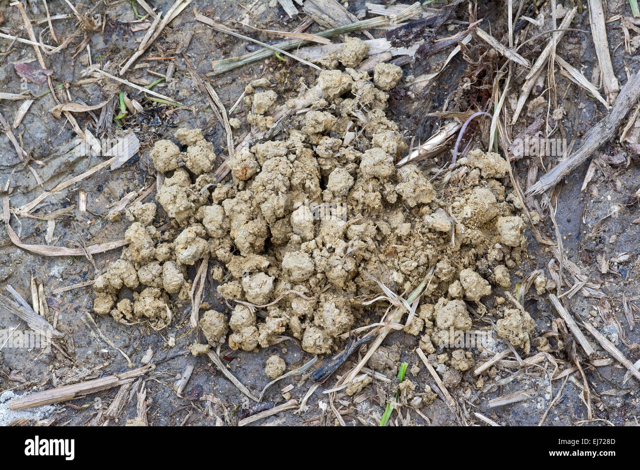 Earthworm (Lumbricidae) excretions, Tyrol, Austria Stock Photo - Alamy