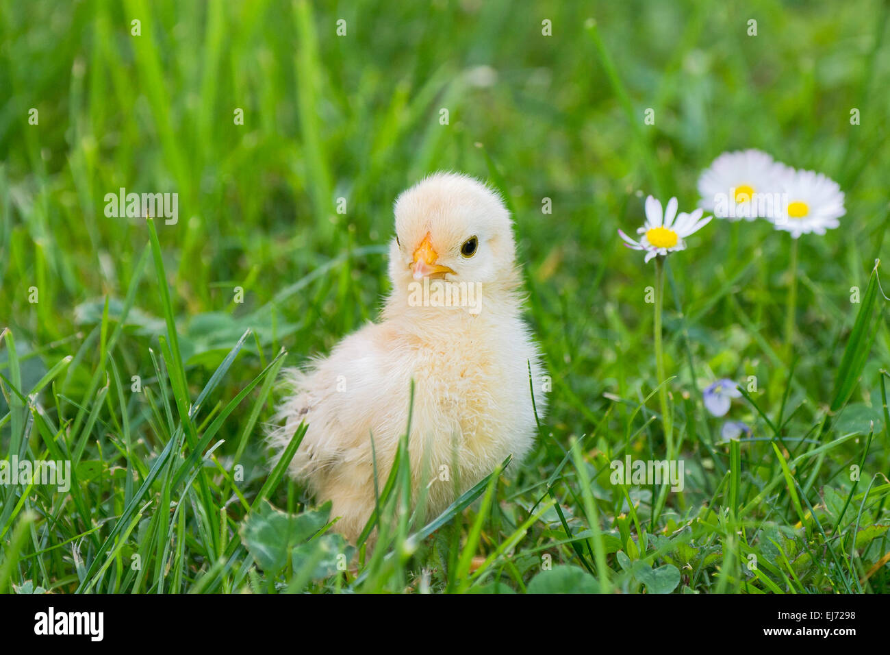 Bantam chick, Tyrol, Austria Stock Photo - Alamy