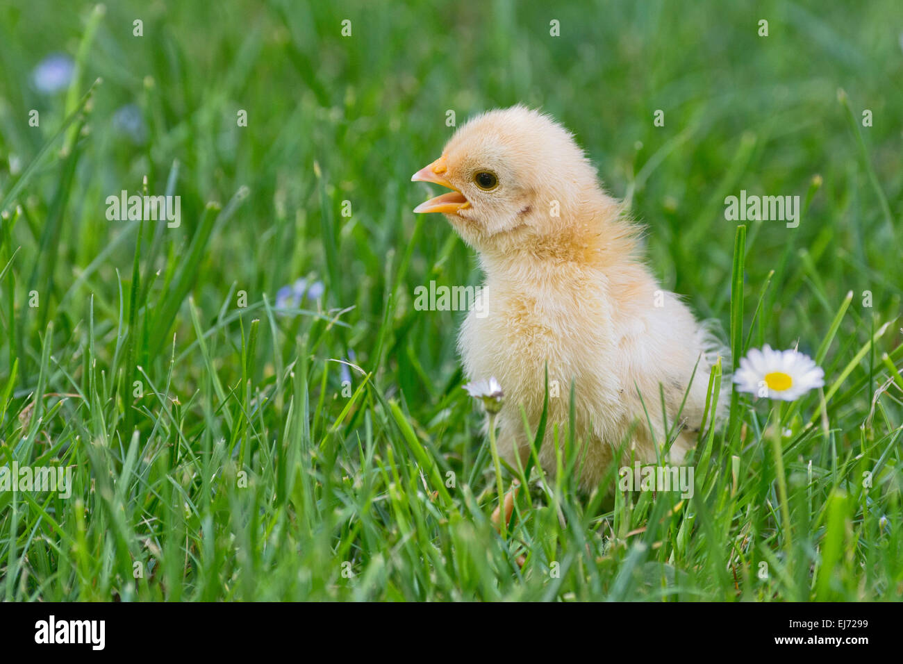 Bantam chick, Tyrol, Austria Stock Photo - Alamy