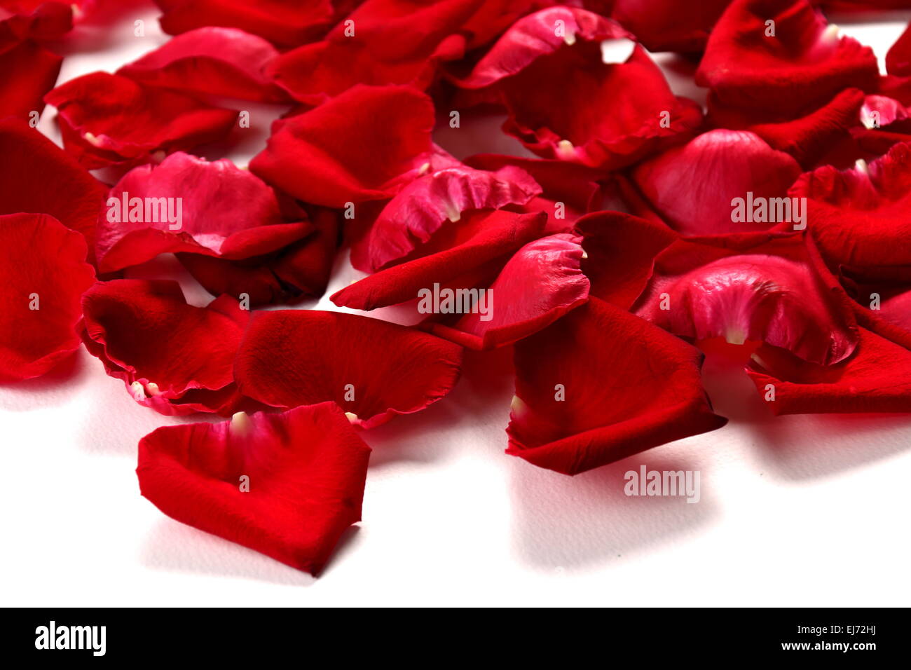 Red rose petals on a white background, horizontal composition Stock ...
