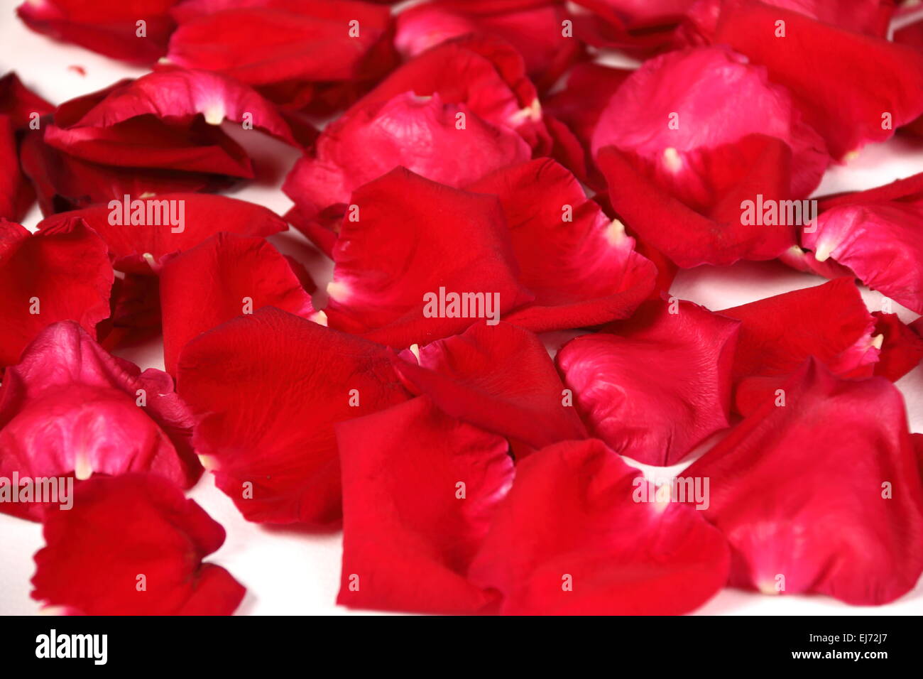 Red rose petals on a white background, horizontal composition Stock ...