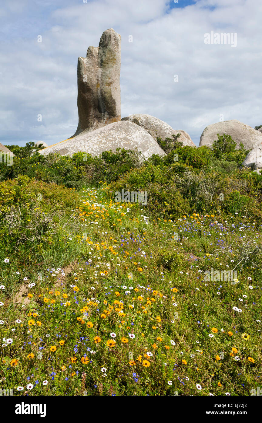 Postberg nature reserve west coast national park hi-res stock ...