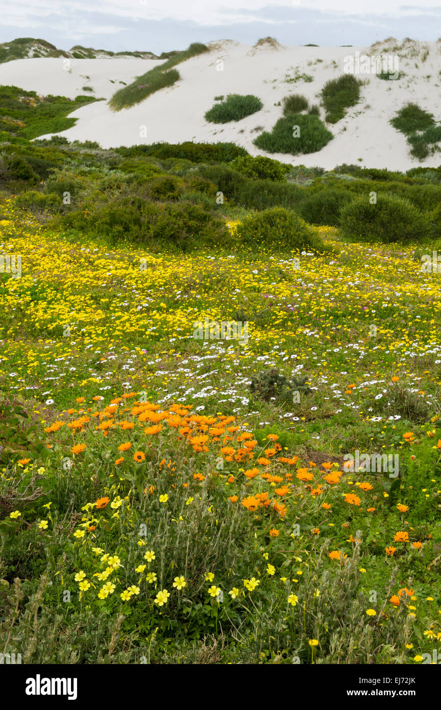 Postberg nature reserve hi-res stock photography and images - Alamy
