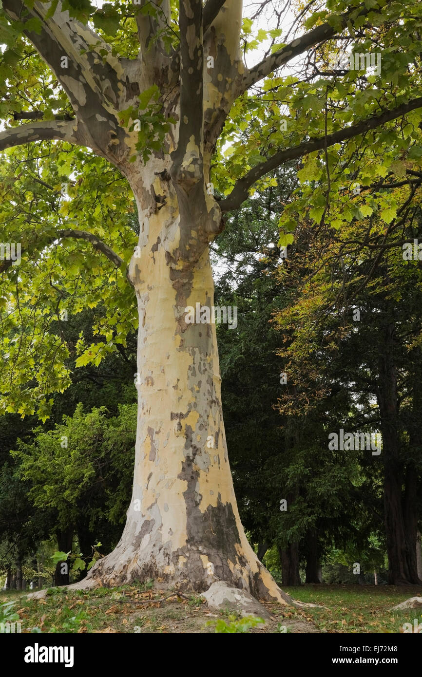 Oriental plane tree (Platanus orientalis), Kalemegdan park, Belgrade ...