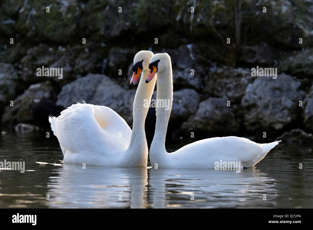 Mute swan cygnus olor courting pair hi-res stock photography and images ...