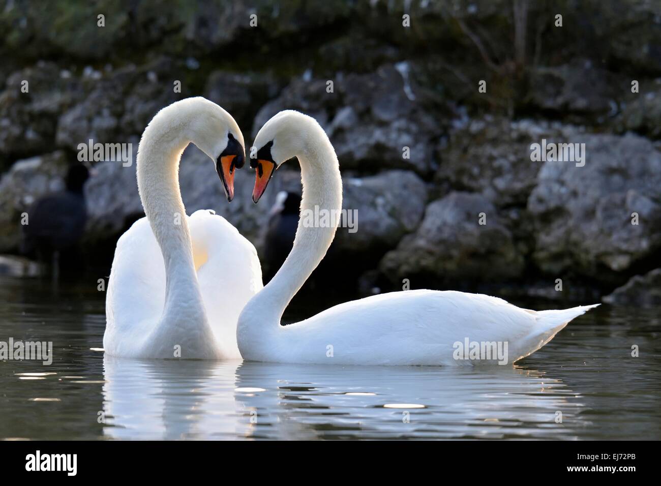 Mute swan courtship hi-res stock photography and images - Alamy