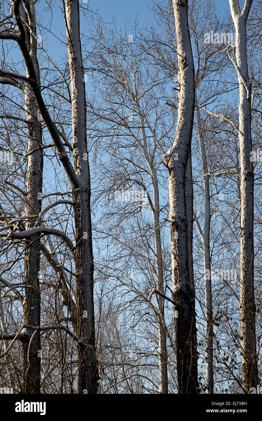 Poplar trunks partly covered with snow, blue sky in background Stock ...