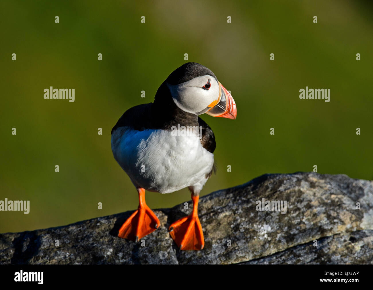 Runde bird sanctuary hi-res stock photography and images - Alamy