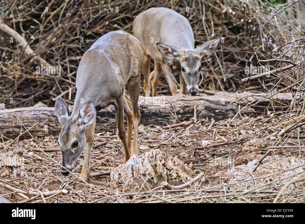 Mexican Deer (Cervidae) Yucatan Mexico Stock Photo - Alamy