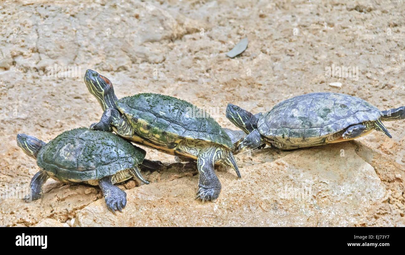 Terrapins (Trachemys scripta) Yucatan Mexico Stock Photo - Alamy