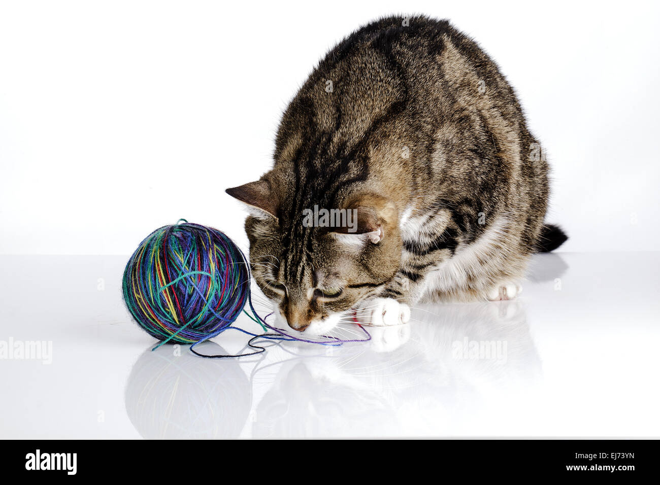 Playful cat hi-res stock photography and images - Alamy