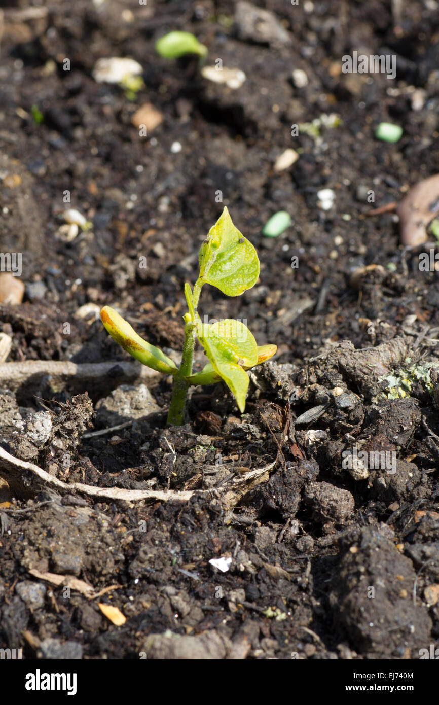French bean seedling Stock Photo - Alamy
