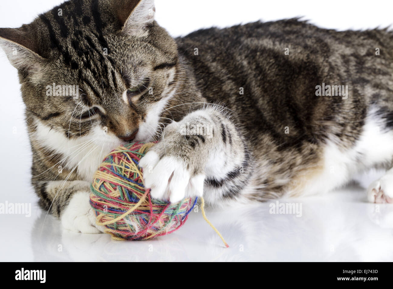 Animal multi cat two hi-res stock photography and images - Alamy