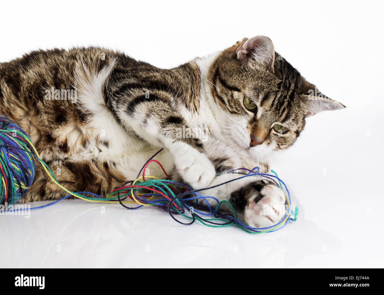 Animal multi cat two hi-res stock photography and images - Alamy