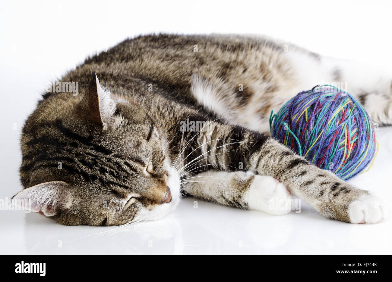 Tricolored cat hi-res stock photography and images - Alamy