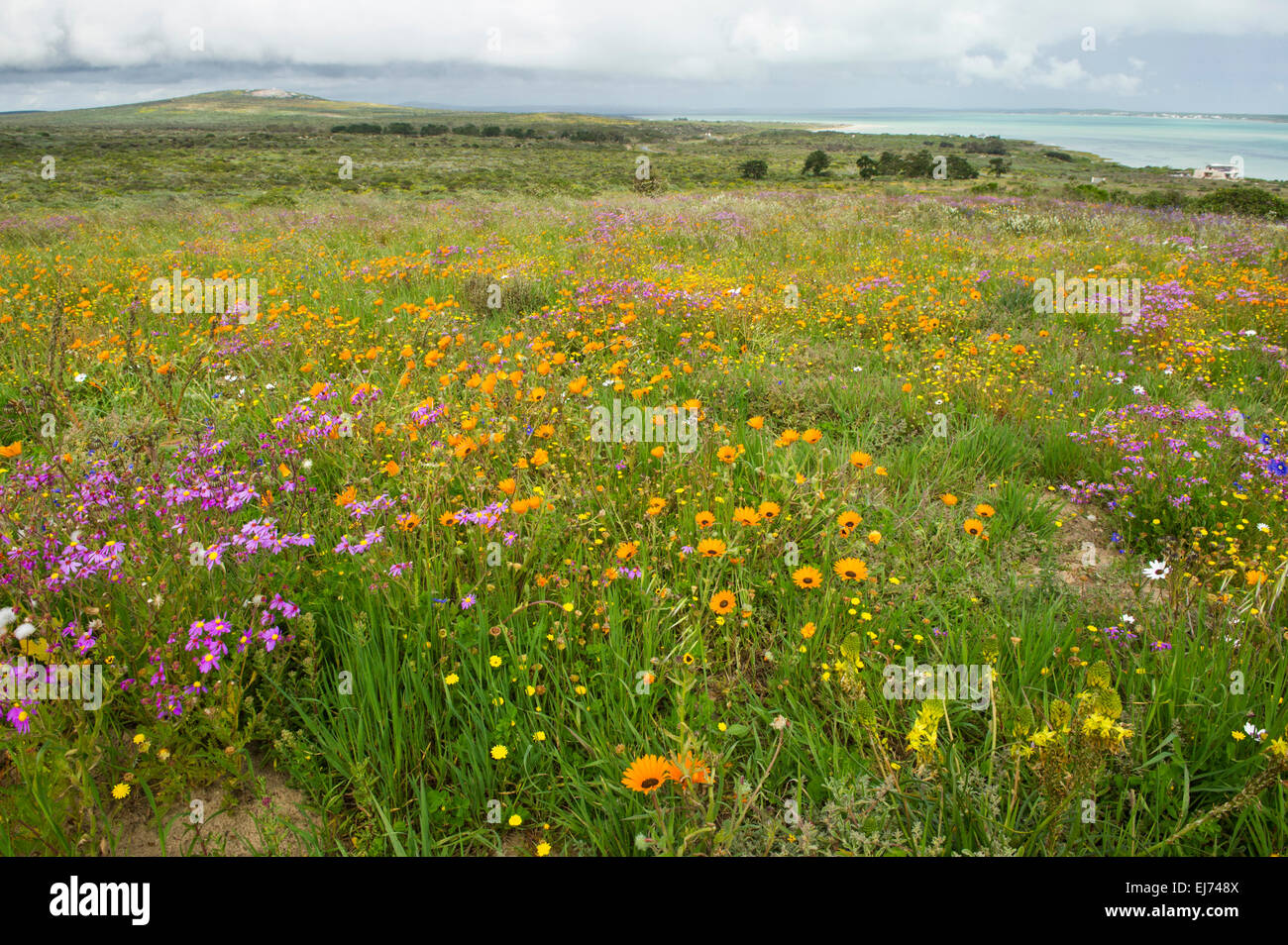 Namaqualand national park hi-res stock photography and images - Alamy