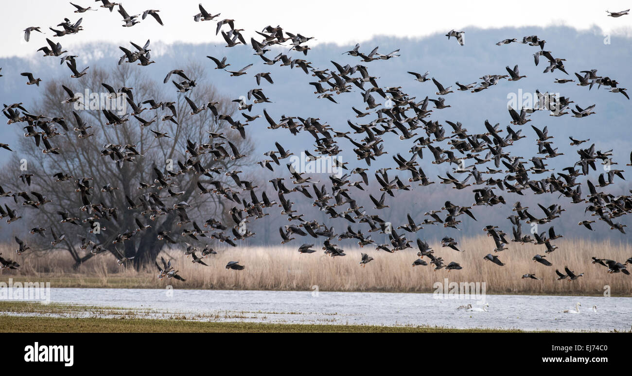 A hugh flock of wilde geese fly above the flooded Polder marshes at the ...