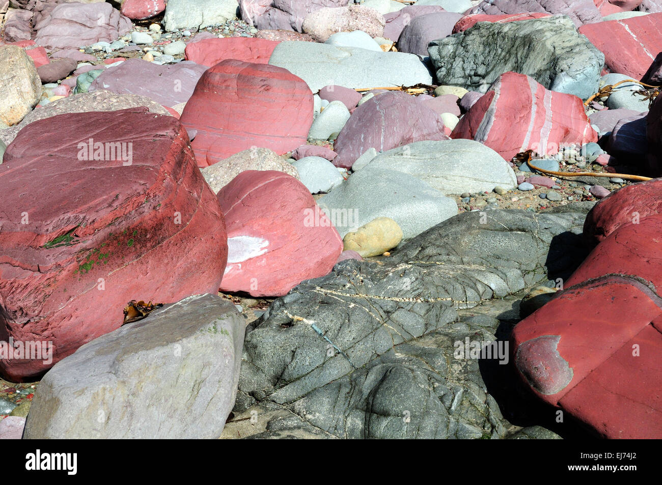 Red rocks and pebbles on the beach Caerfai Bay St Davids Pembrokeshire ...