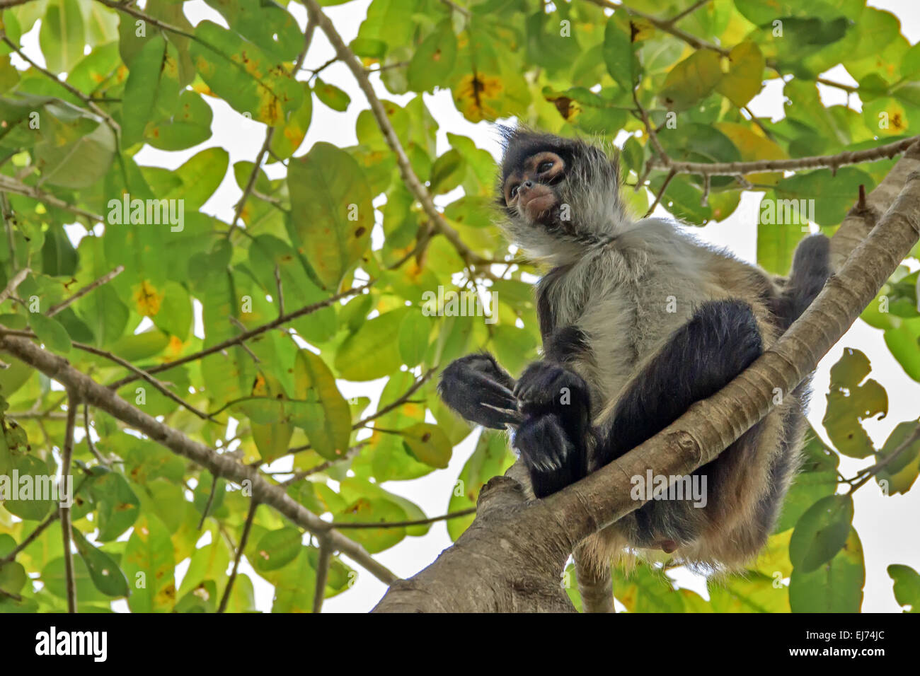 Spider Monkey (Atelidae) Yucatan Mexico Stock Photo - Alamy