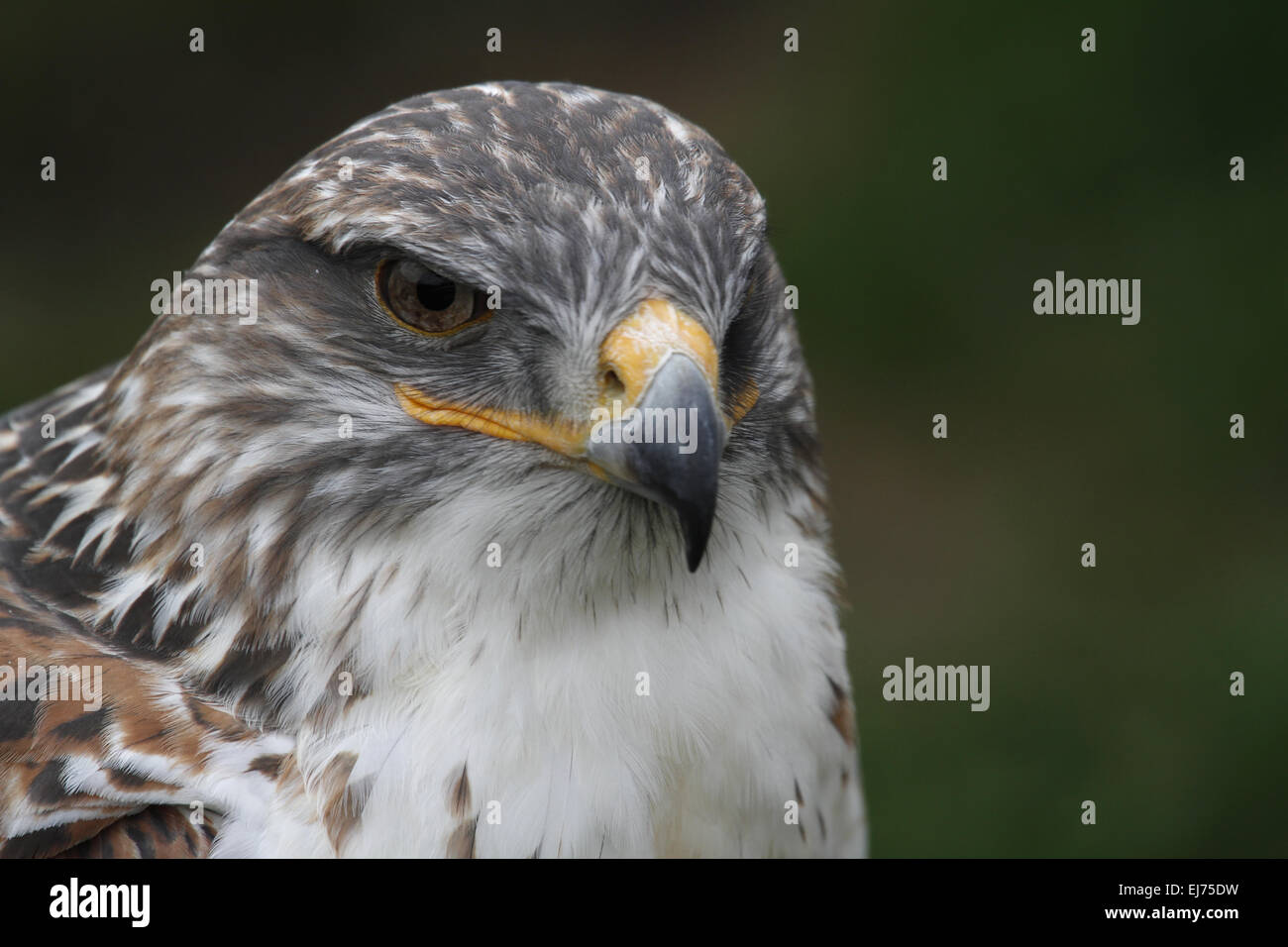 Ferruginous hawk hi-res stock photography and images - Alamy