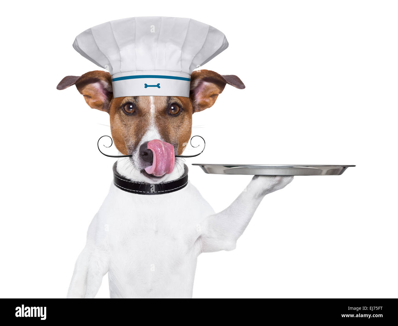 dog cook chef Stock Photo - Alamy