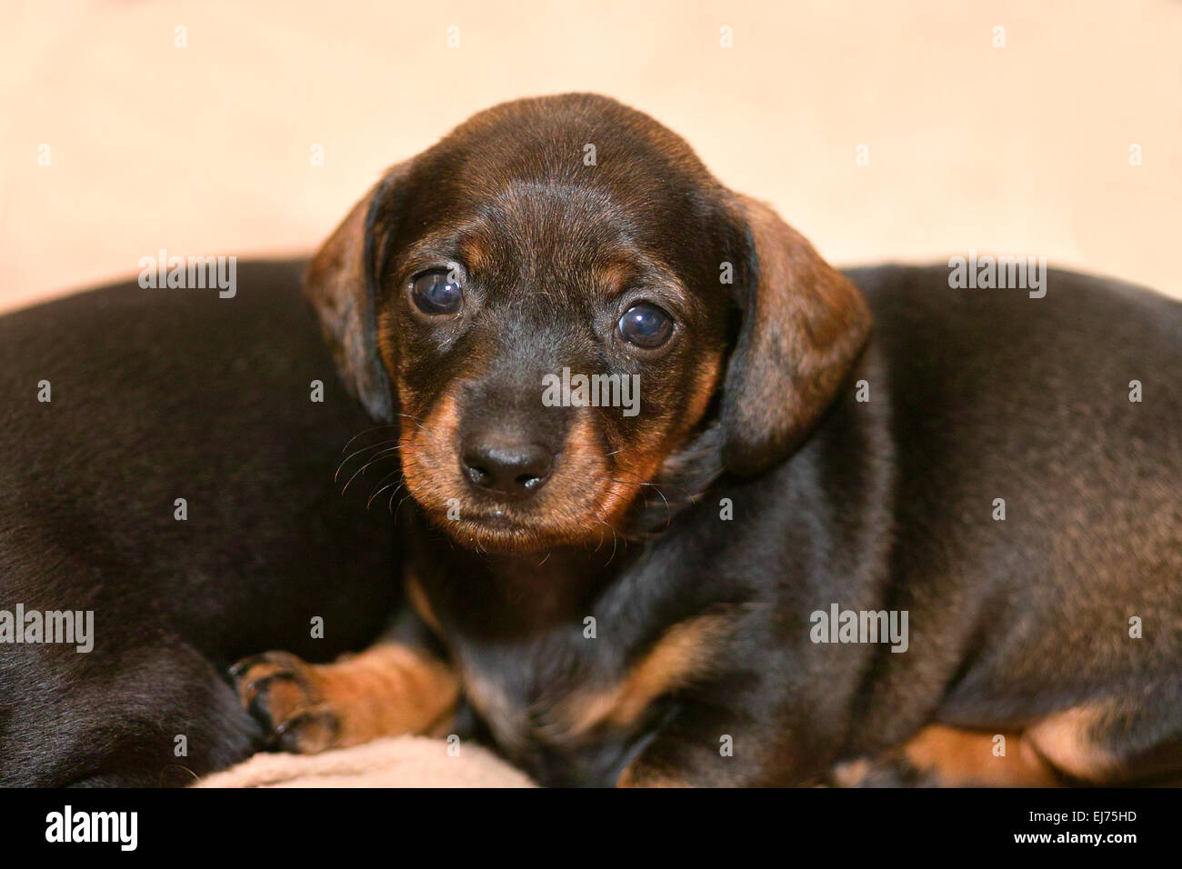 Dachshunds puppy hi-res stock photography and images - Alamy