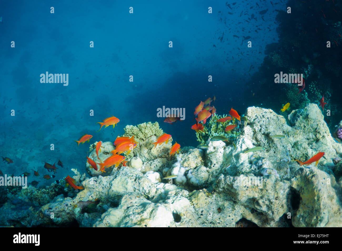 Fish reef hi-res stock photography and images - Alamy
