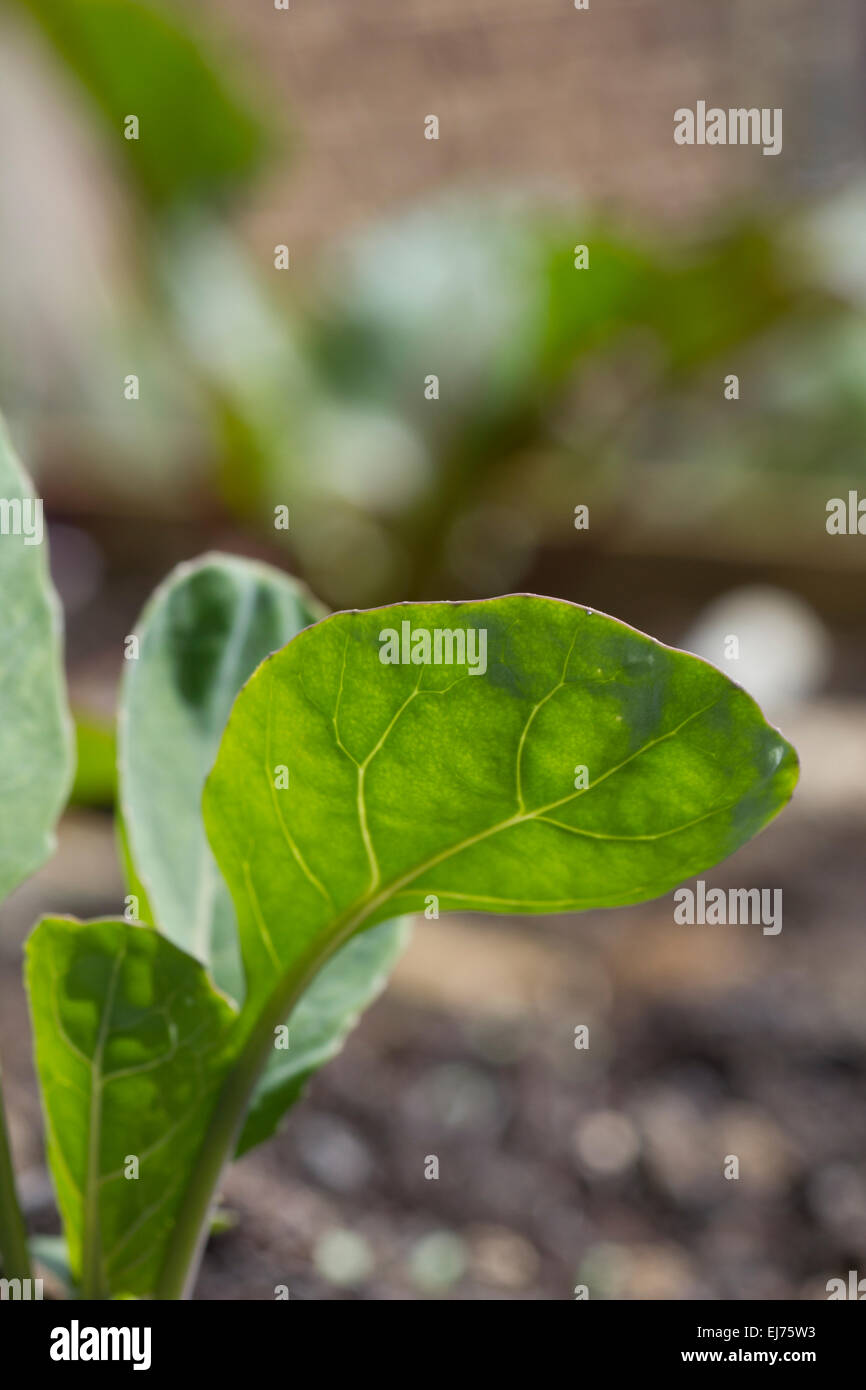 Vegetable plant hi-res stock photography and images - Alamy