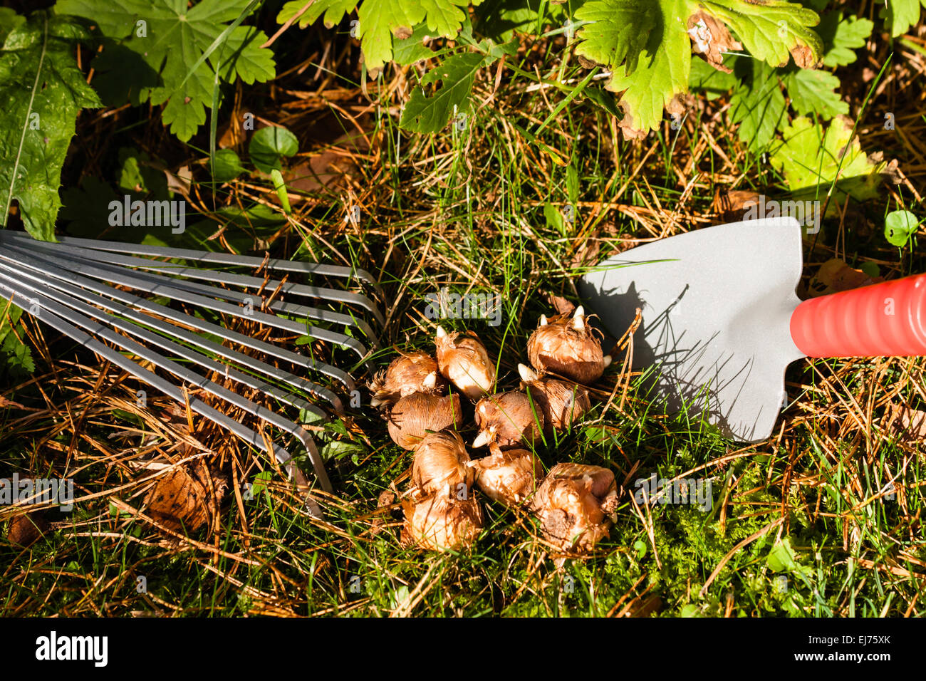 Top view botanical garden in hi-res stock photography and images - Alamy