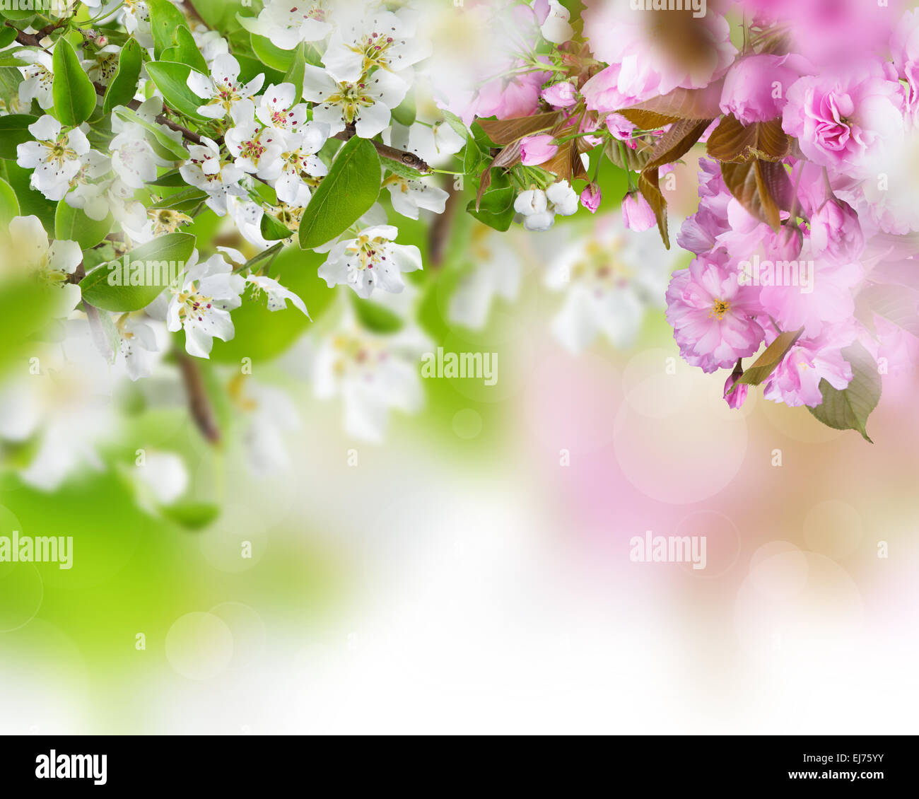 Spring border background with beautiful blossom Stock Photo - Alamy