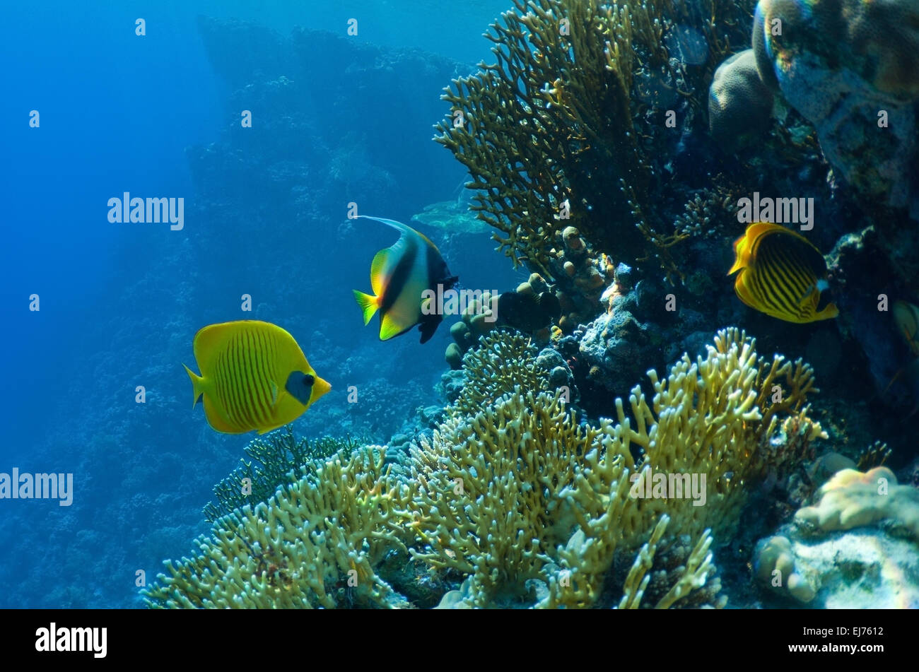 Coral fish hi-res stock photography and images - Alamy