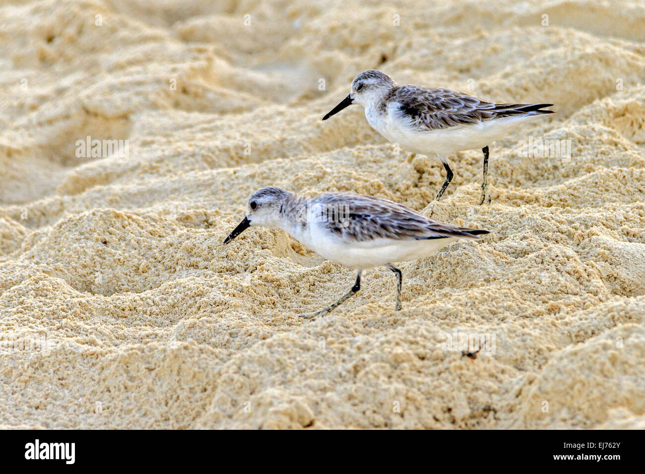 Sanderling Birds Crossing The Sand Mexico Stock Photo - Alamy