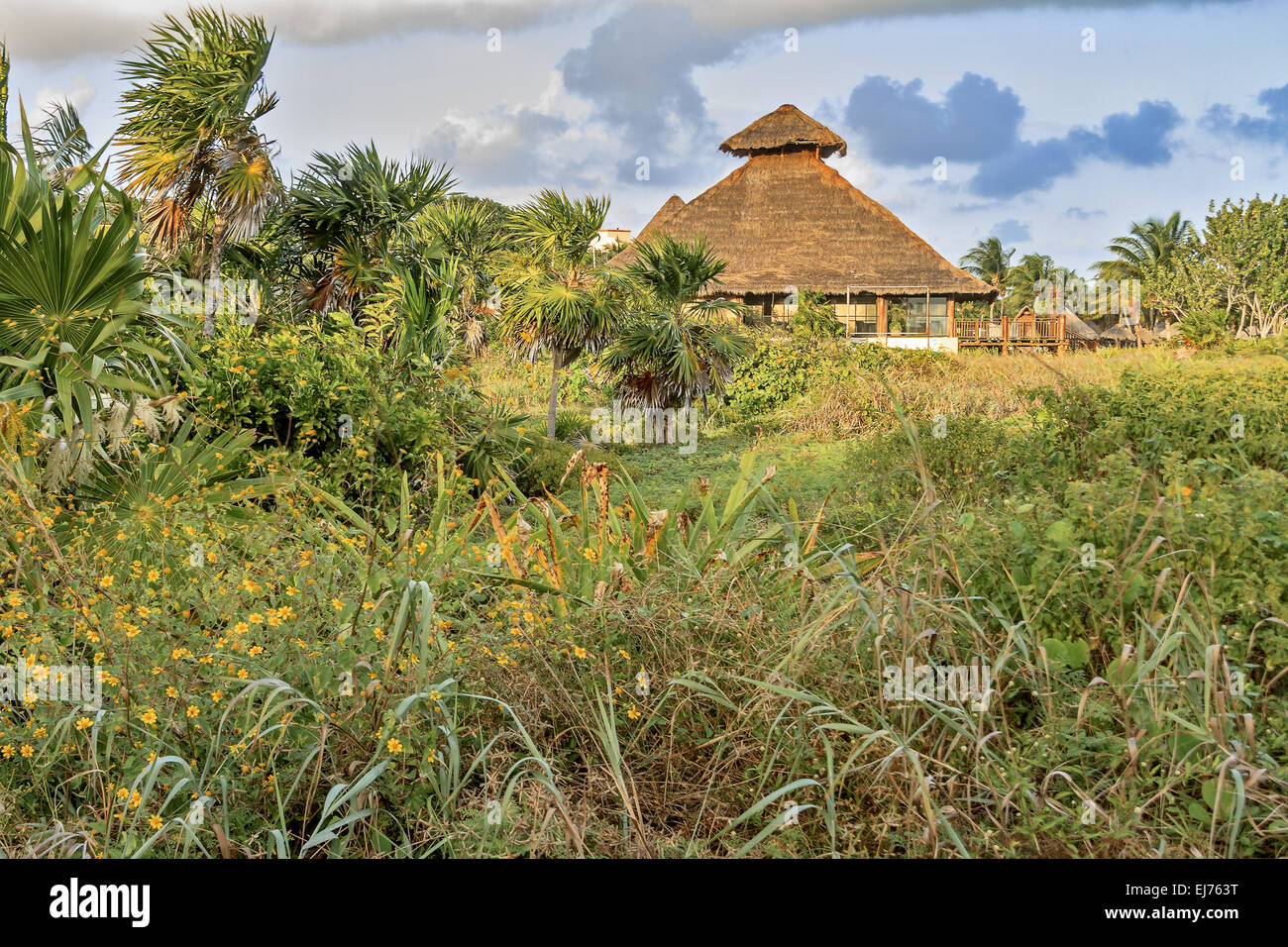Thatched Building On The Forest Edge Mexico Stock Photo - Alamy