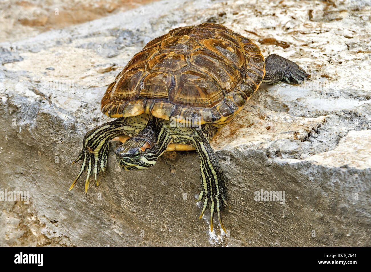 Red eared terrapins hi-res stock photography and images - Alamy