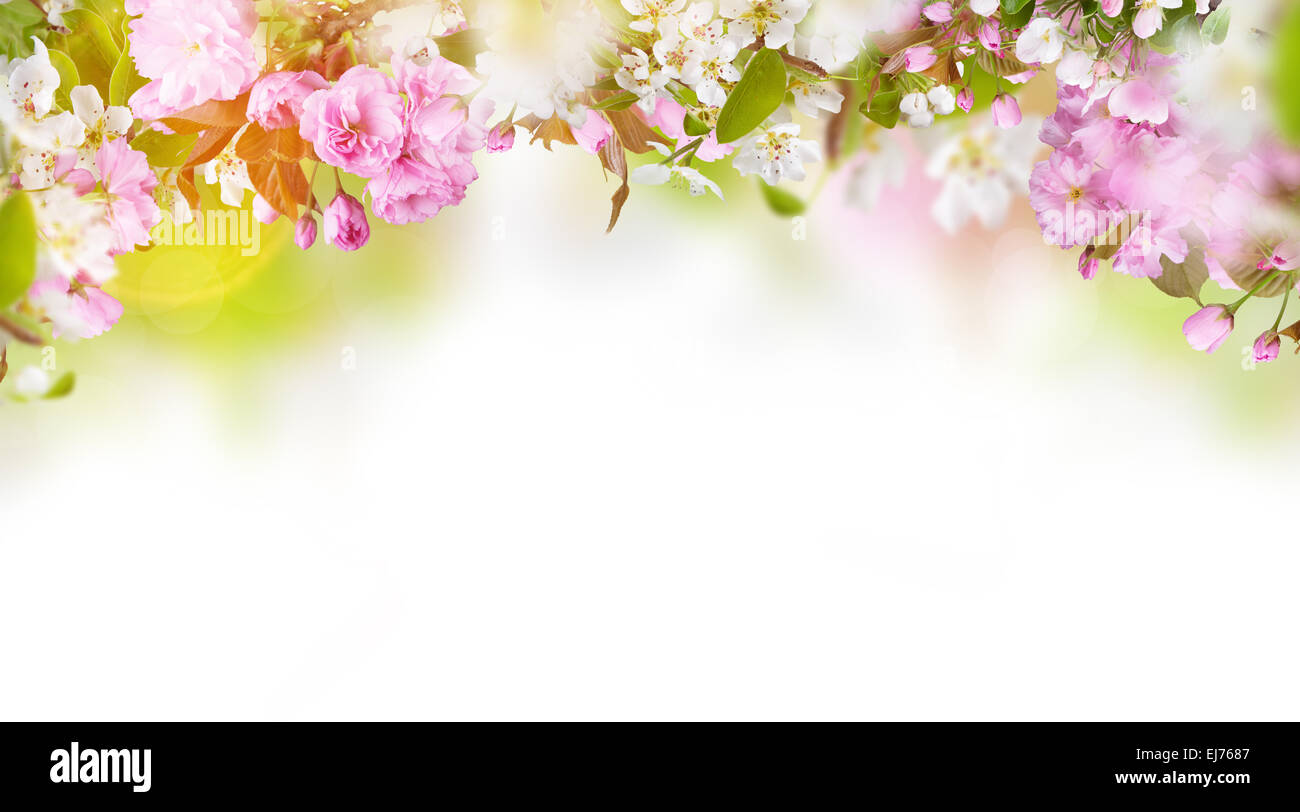 Spring border background with beautiful blossom Stock Photo - Alamy