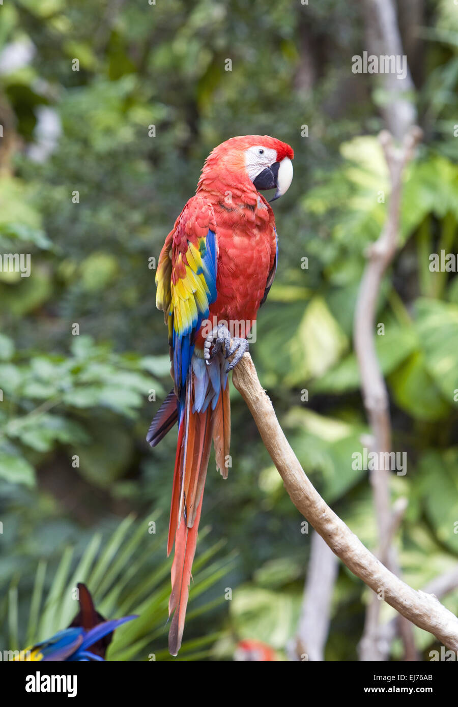 Beautiful colorful parrot Stock Photo - Alamy