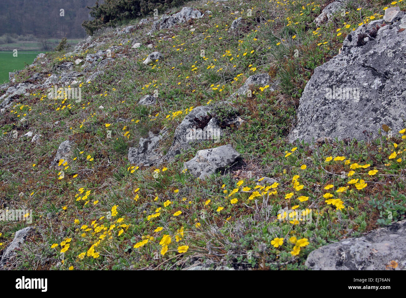 Potentilla verna, Spring Cinquefoil Stock Photo - Alamy