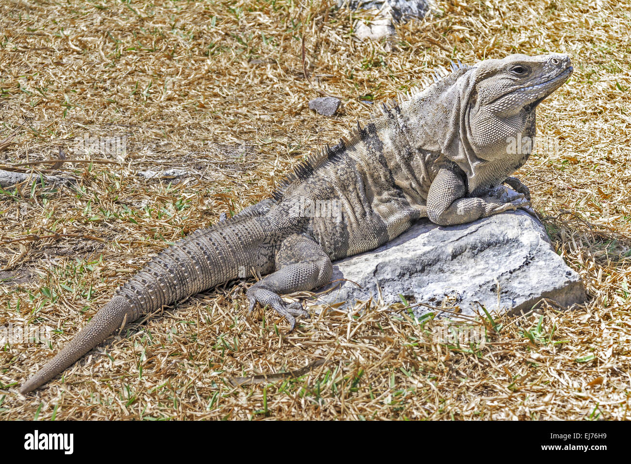 Iguana Yucatan Mexico Stock Photo - Alamy