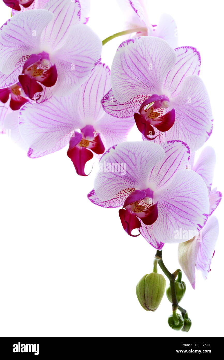 Flowering branch of pink orchids Stock Photo - Alamy